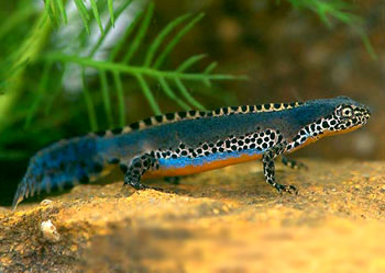 蝾螈科 Salamandridae 蓝色动物学（中国动物科学普）